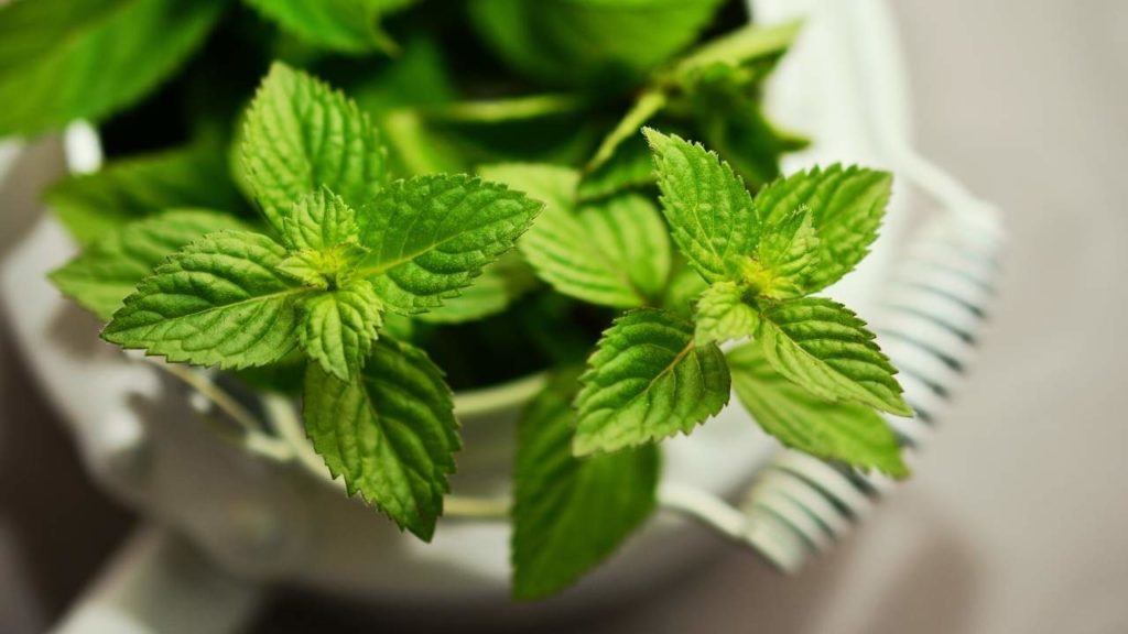 How To Grow Mint At Home In Water Without Soil Slick Garden how-to-grow-mint-at-home-in-water-without-soil-slick-garden