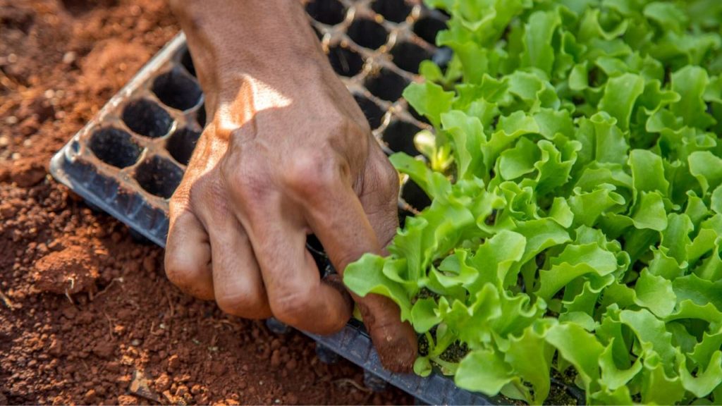 How to Grow Lettuce from Seed At Home – Slick Garden