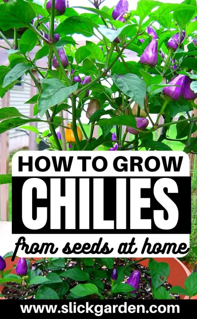 How To Grow Chillies From Seeds – 100+ Chillies Per Plant + Health ...