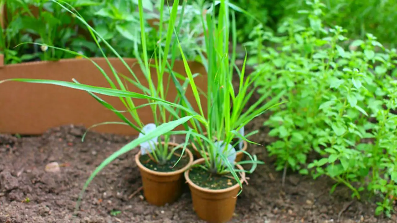 How To Grow Lemongrass In Pots Slick Garden